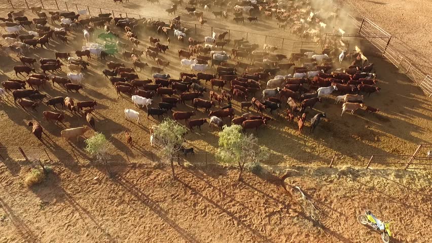 Aerial Cattle Muster, Aerial View In Outback Australia, More Than 500 ...