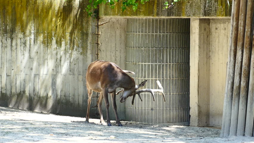 Spanish Deer. Zoo Madrid, Spain. Stock Footage Video (100% Royalty-free ...