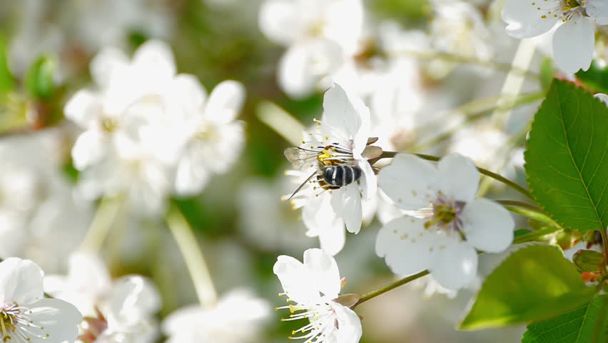 Bee Pollinating Flowering Trees Spring Flowers Slow Motion Nature ...