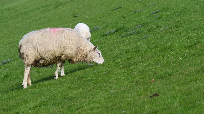 Sheep is Eating and Pooping Stock Footage Video (100% Royalty-free ...