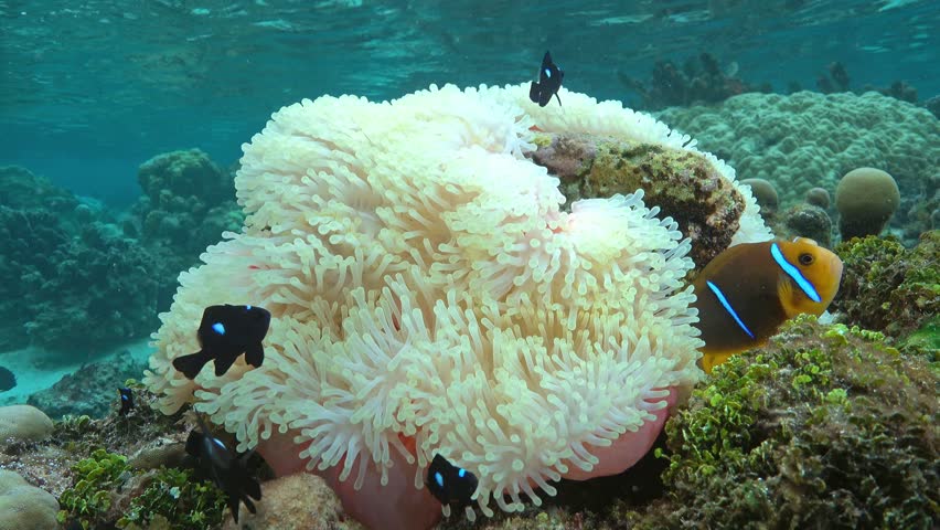 Underwater Marine Life, Sea Anemones With Tropical Fish (mostly ...