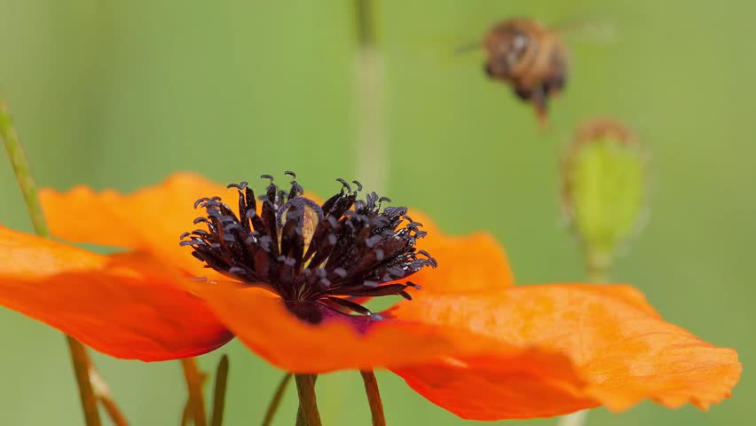 Stock Video Clip of macro of bee on poppy 2 | Shutterstock