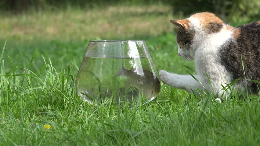 Tabby Cat Catch Fish From Aquarium With Water. Closeup. 4K Stock ...