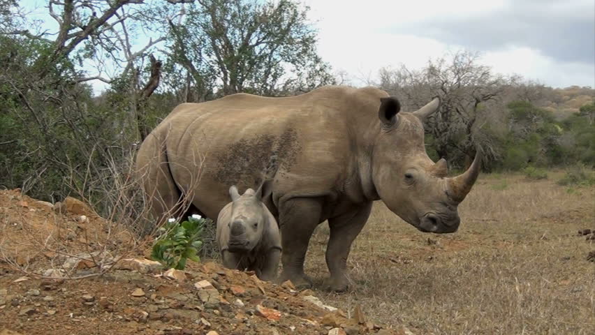 Young Rhino Calf with its Stock Footage Video (100% Royalty-free ...
