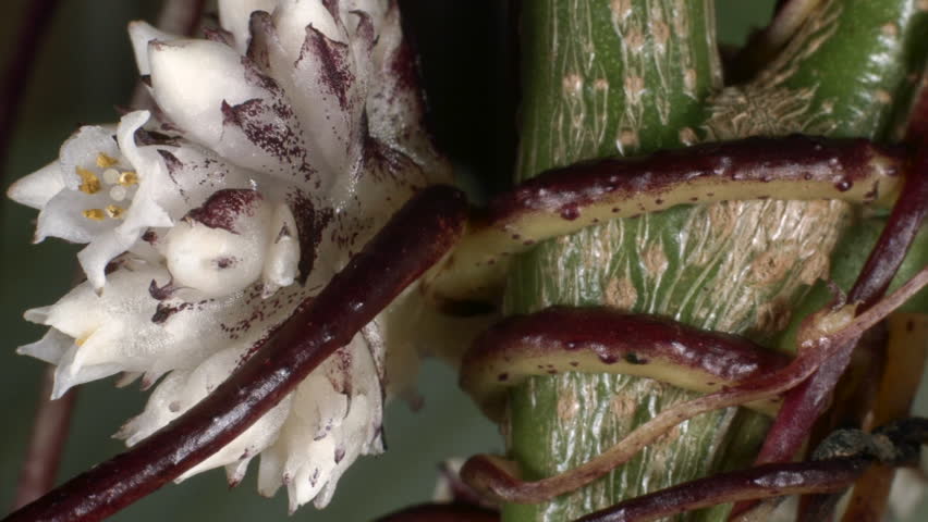 Time-lapse Of Dodder (Cuscuta Americana) A Parasitic Climber. Mites And ...