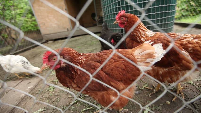 Free-Range Chickens Laying Eggs Inside Of A Brooder House On A Farm In ...