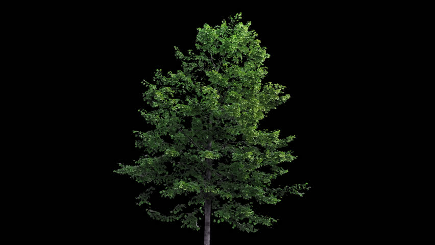 Animation Bush, Leaves Rustling In The Wind, With An Alpha Channel ...