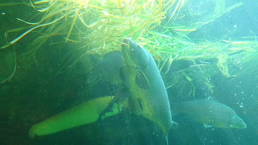 Big Carps Eating Grass. Underwater Stock Footage Video (100% Royalty ...