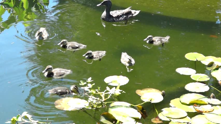 Mother Duck and Ducklings Nibble Stock Footage Video (100% Royalty-free ...