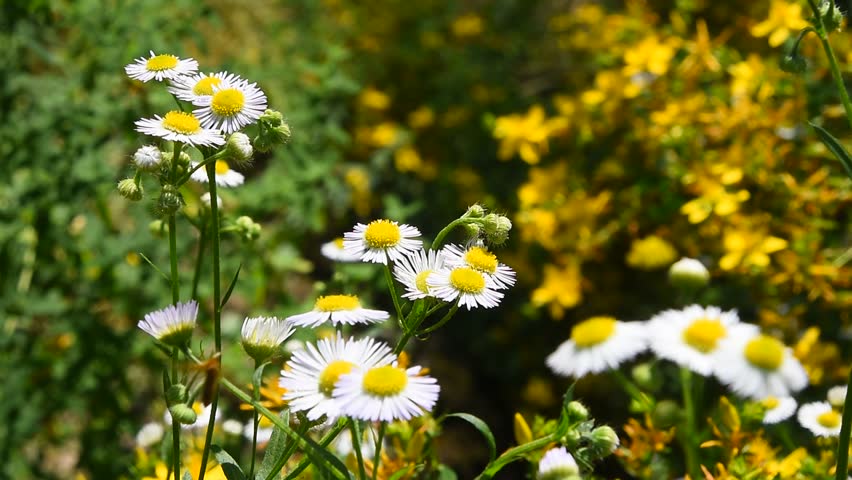 Flowers Camomile. Stock Footage Video 16899397 | Shutterstock