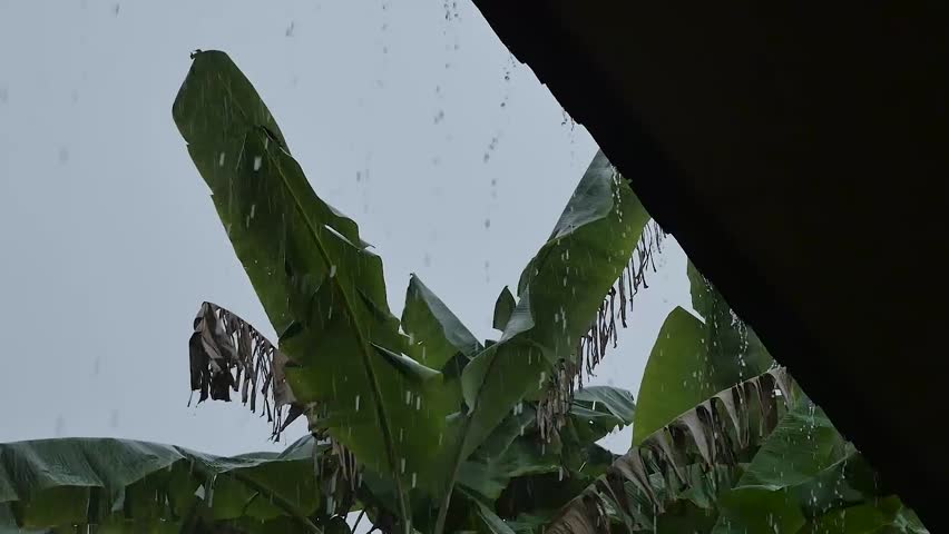 Tropical Rain Stock Footage Video (100% Royalty-free) 17923762 ...