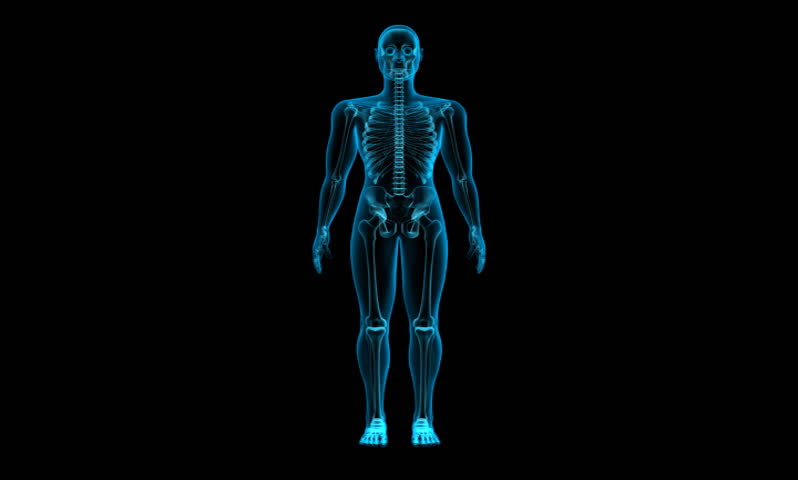 Human Body Anatomy Stock Footage Video | Shutterstock