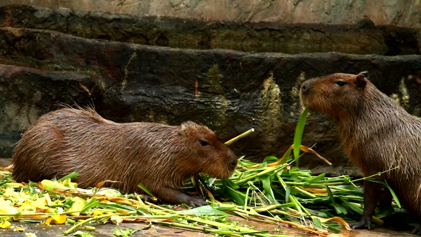 Capybara Eating Food In Chiangmai Thailand Stock Footage Video 18275755 ...