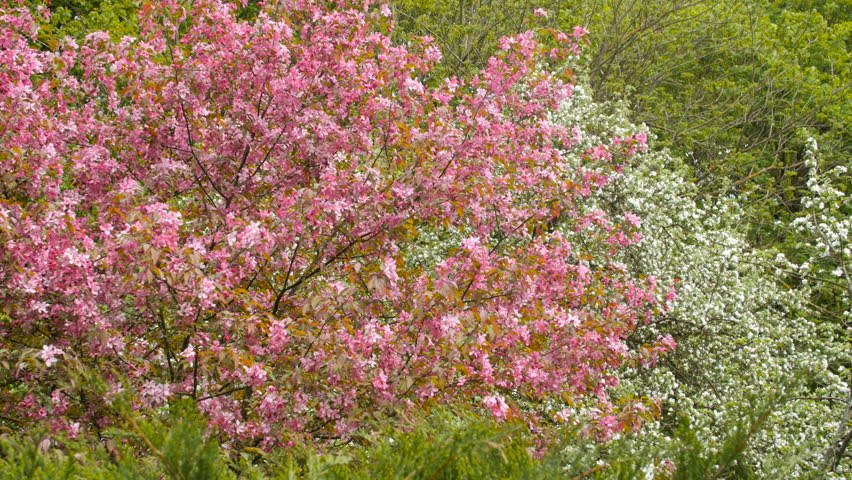 Prunus 'Okame' Cherry Blossoms Pink With Forsythia Helios Yellow In ...
