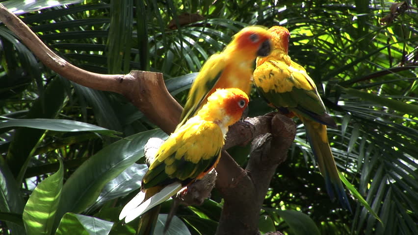 Little Parrot Stock Footage Video (100% Royalty-free) 183202 | Shutterstock