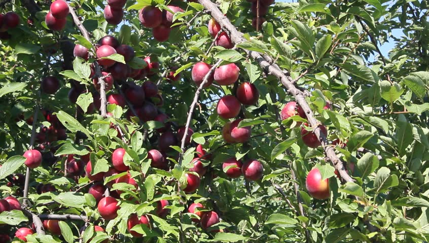 Apples Trees Of Marpha, Mustang, Nepal. Marpha Is Also Know As The ...