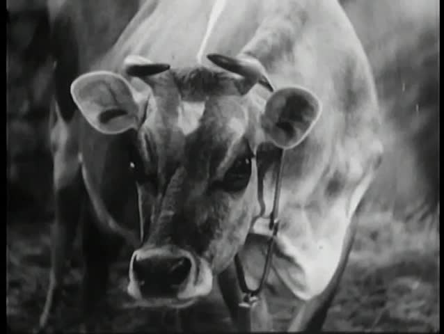 Cow Mooing in Barn Stock Footage Video (100% Royalty-free) 1843732 ...