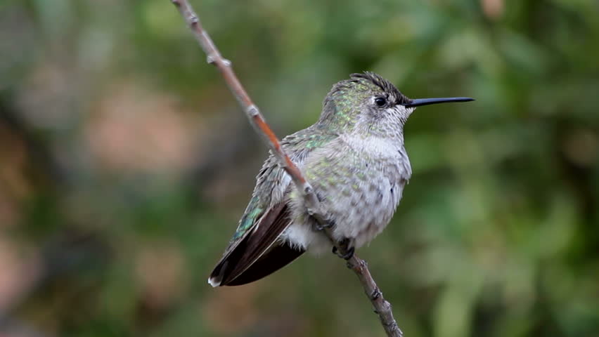 Stock Video Clip of Hummingbird perches on tree branch, preens feathers ...