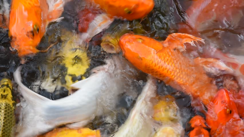 Carp or Fancy Carp, also Stock Footage Video (100% Royalty-free ...