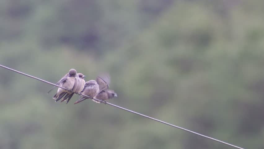 Small Birds standing on the wire image - Free stock photo - Public ...