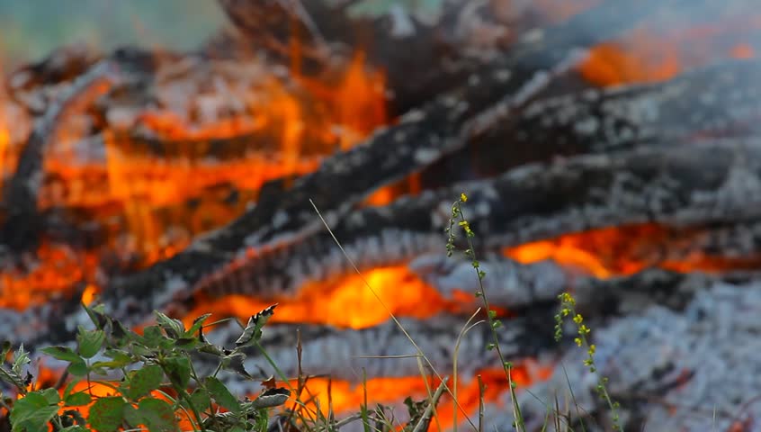 Burning Bush Stock Footage Video | Shutterstock