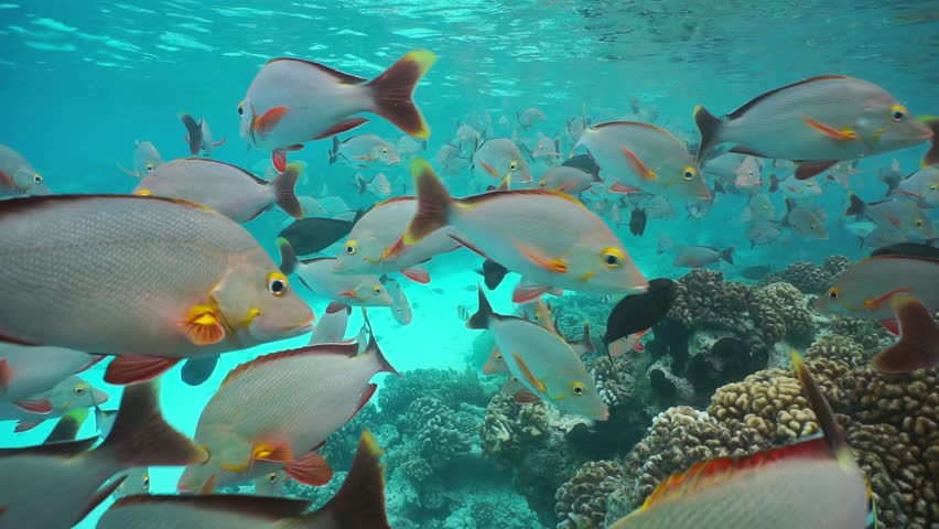 Fish Eating The Shell Description: Fish Eating Shells On The Seabed ...