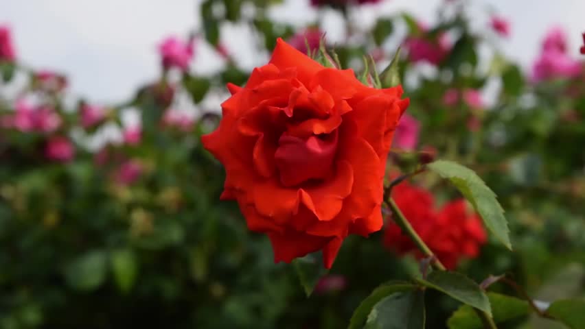 Red Rose in Garden Stock Footage Video (100% Royalty-free) 19057342 ...