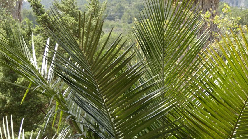 Palm Tree Blowing In The Wind Stock Footage Video 12329219 - Shutterstock