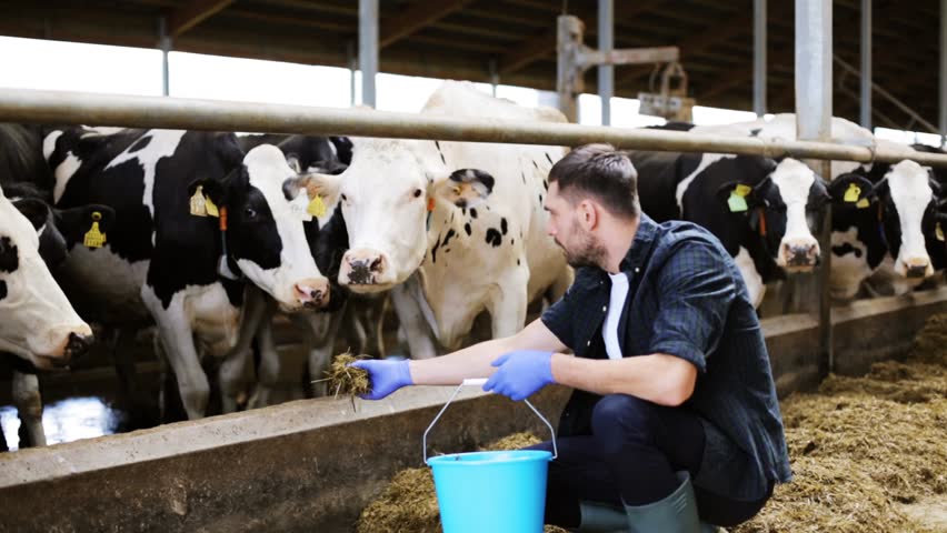 Agriculture Industry, Farming, People And Animal Husbandry Concept ...