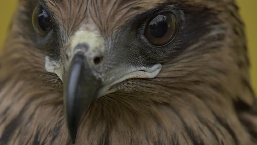 The Face Of A Hawk Stock Footage Video 19422841 | Shutterstock