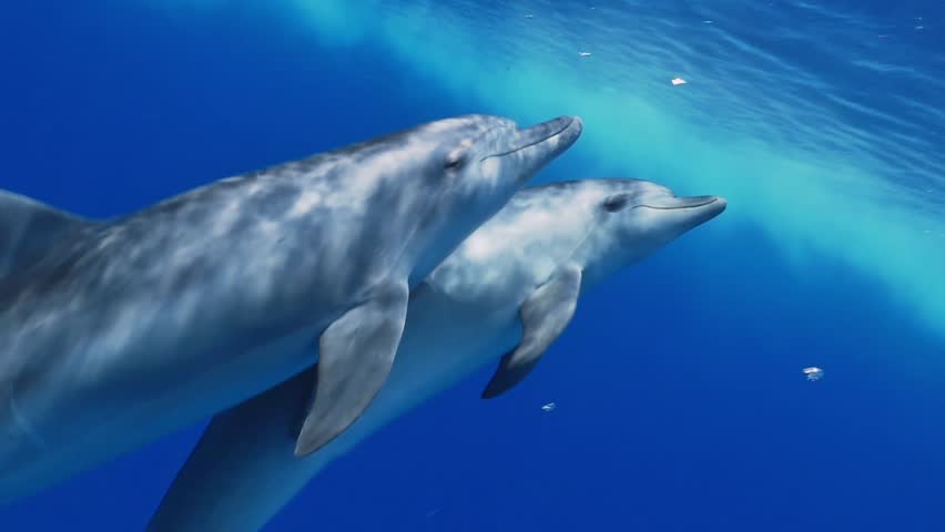 Bottle-nose Dolphins Surrounding the Videographer Stock Footage Video ...