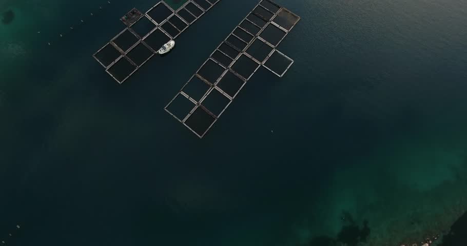 Harvesting Fish At Fish Farm. Teamwork Of Fishermen On The Commercial ...
