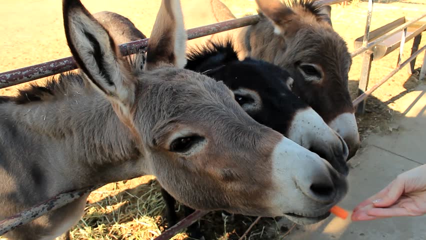 Donkeys Eat a Carrot Out Stock Footage Video (100% Royalty-free ...