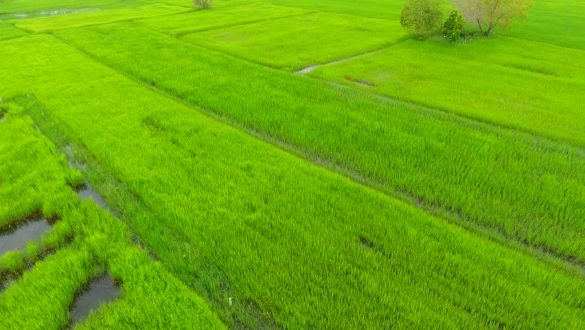 Cannabis Marijuana Plantation. Cannabis Marijuana Weed Plantation ...