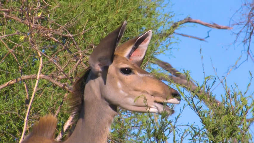 Kudu Stock Video Footage - 4K and HD Video Clips | Shutterstock
