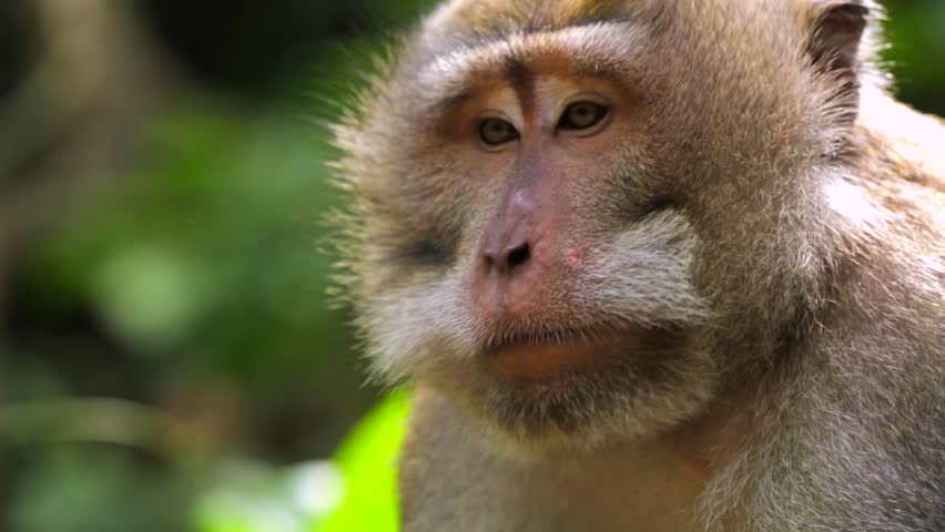 Close Up Of Wild Rhesus Monkey In Natural Setting, Chewing, Looking ...