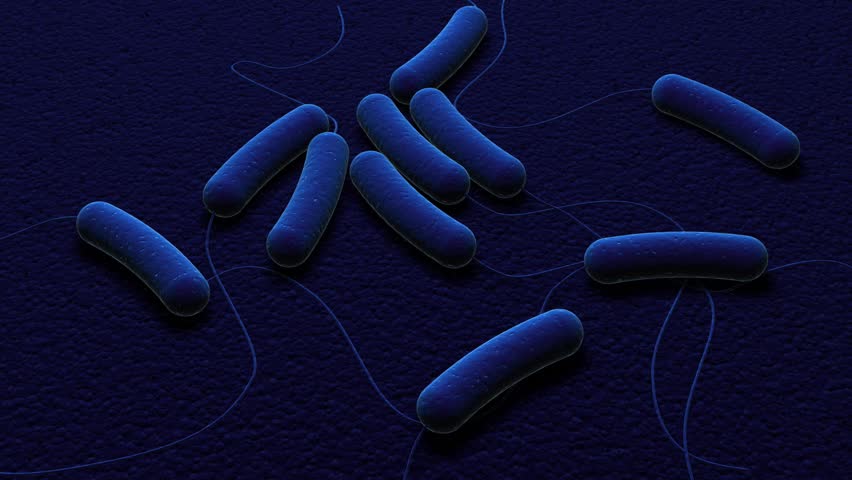 E. Coli Animation Stock Footage Video (100% Royalty-free) 2064812 ...