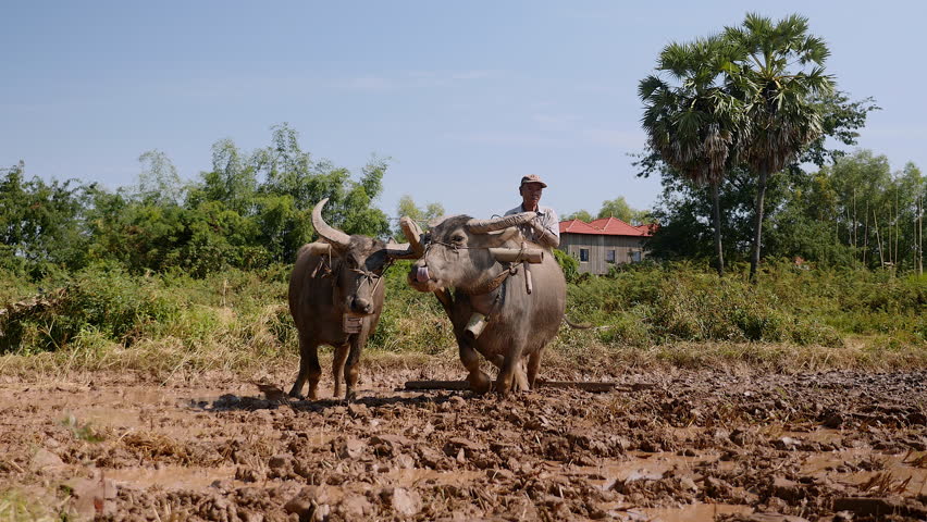 Carabao