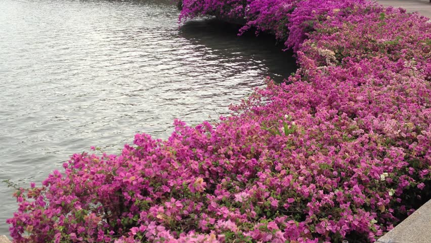 The Curve of Pink Flowers Stock Footage Video (100% Royalty-free ...