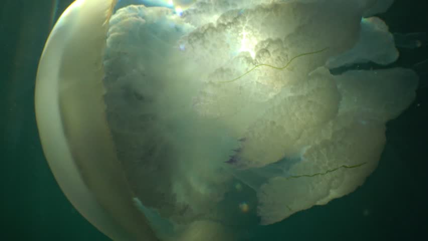 Injured Manatee With Visible Deep Propeller Cut Marks On Its Back Stock ...