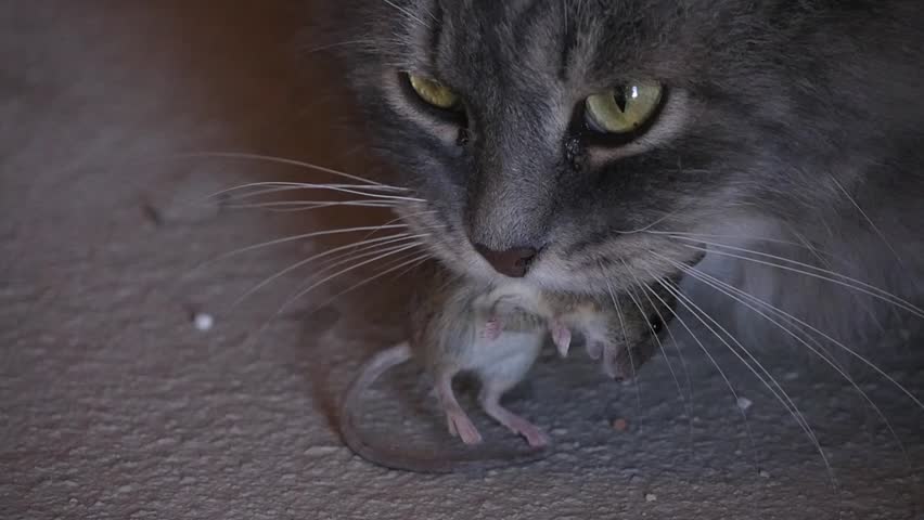 Cat Eat Mouse, Close-up Stock Footage Video 3427469 | Shutterstock