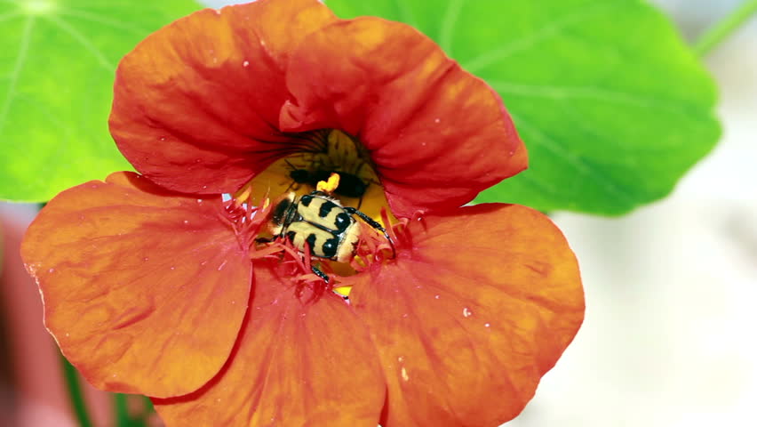 Insect Eating Nectar from a Stock Footage Video (100% Royalty-free ...