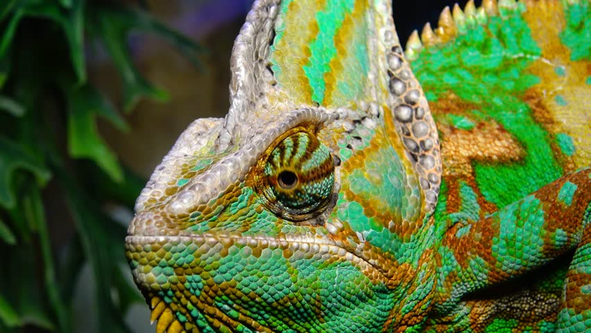 The veiled chameleon, cone-head (Chamaeleo calyptratus) 的库存视频影片 ...