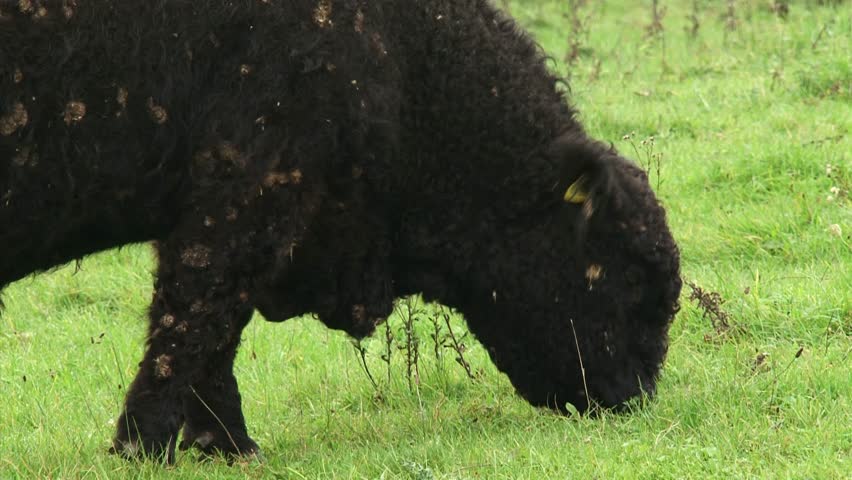 Black Galloway Cattle, Cow Standing In Shallow, Cooling Down From The ...