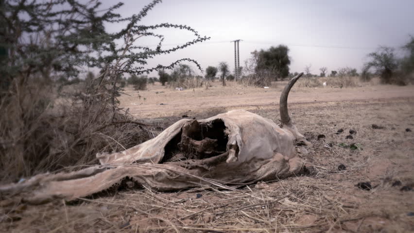 Cow Corpse Or Carcass In The Desert - Africa Stockowy materiał wideo ...