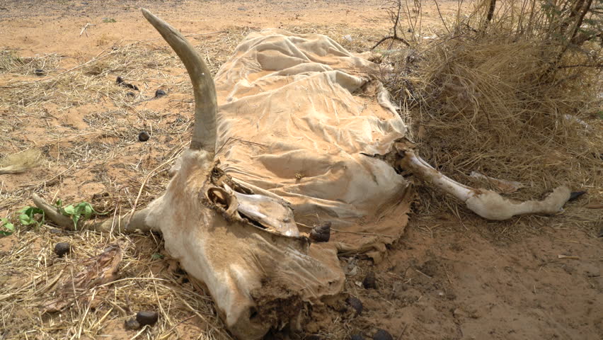 Cow Corpse Or Carcass In The Desert - Africa Stockowy materiał wideo ...