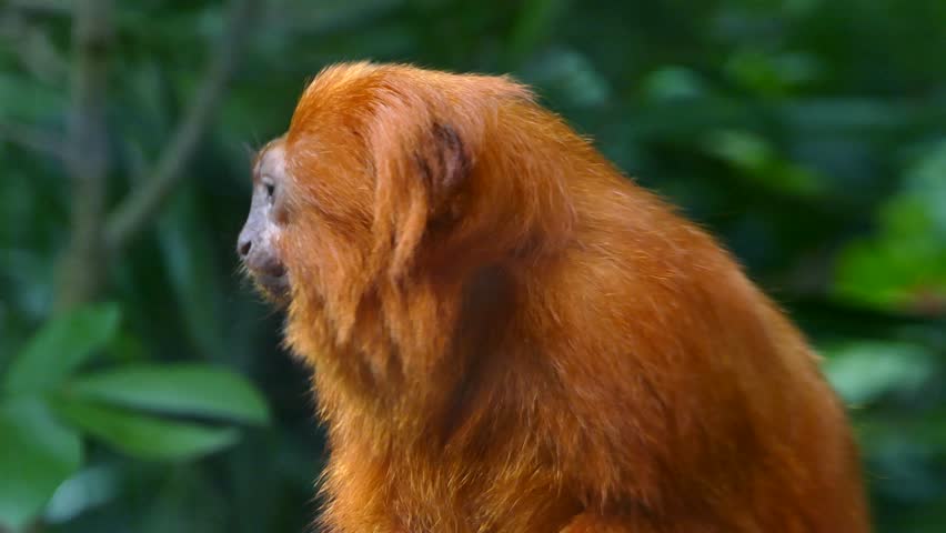 Golden-headed Lion Tamarin Jumping Of Plateau And Moving Fast Over ...