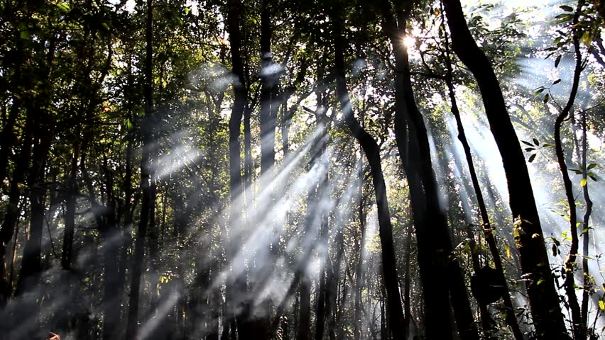 MS Rain Forest Tree With Vines Hanging From It In St.Croix, U.S. Virgin ...
