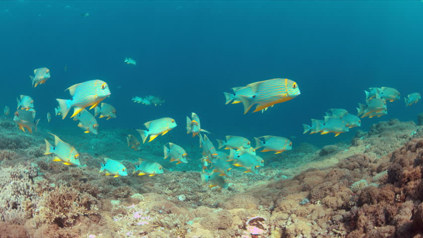 Sailfin and Blubberlip Snapper On Stock Footage Video (100% Royalty ...