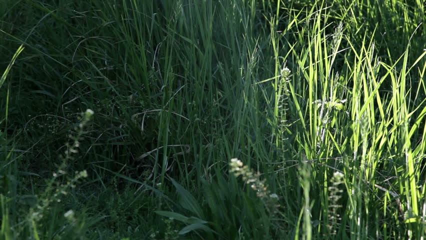Overgrown With Bushes, Swampy Pond, Bushes, Swaying Narrow Leaves ...